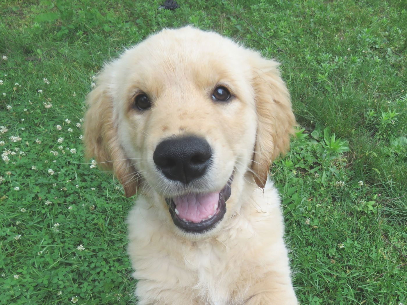 83 frases para foto com cachorro que mostram amor pelo seu amigo fiel ...